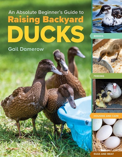 An Absolute Beginner's Guide to Raising Backyard Ducks : Breeds ...